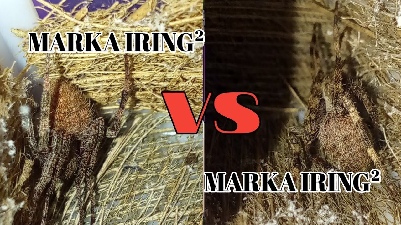 MARKA IRING² vs MARKA IRING² FASTEST KILL - YouTube