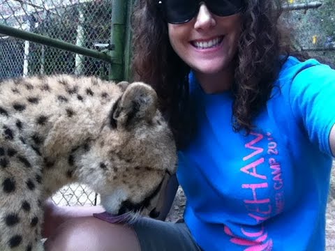 Cheetah Purring - YouTube