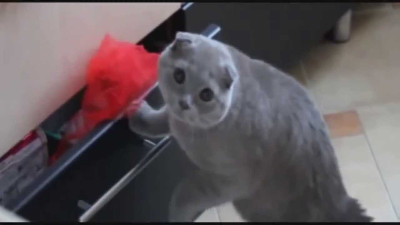 Cat Stealing Food! / Gato Disimula Robando Comida! - YouTube