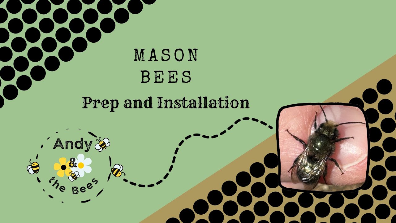 How to get started with Mason Bees - YouTube
