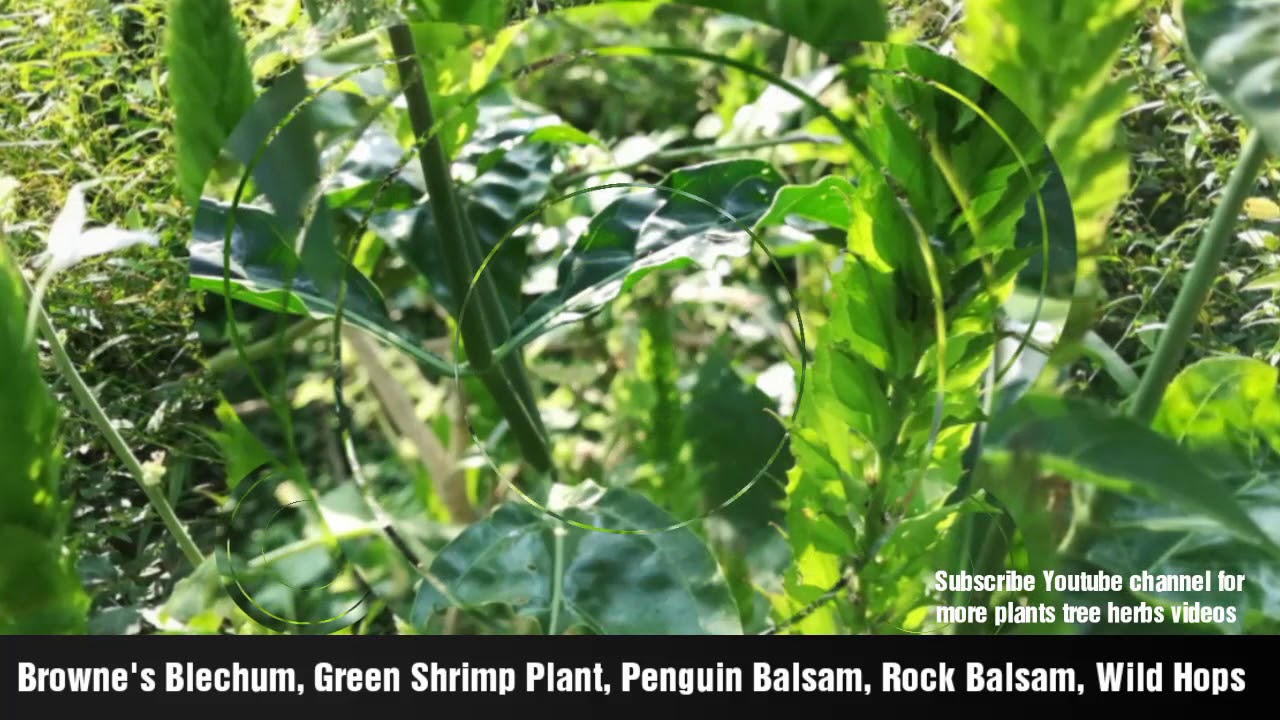 Green Shrimp Plant, ice crossandra, blue fox tail nail dye, green ice ...