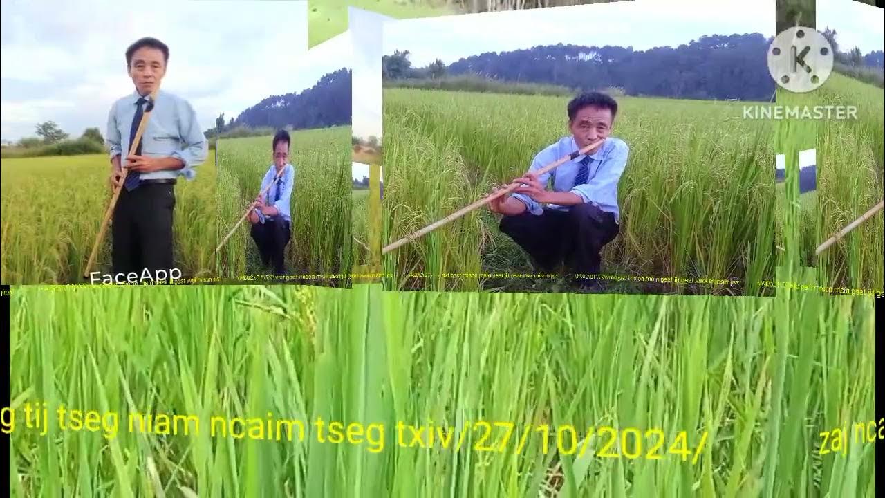 raj ncaim teb ncaim chaw ncaiv kwv neej tsa niam txiv sawv daws /27/10/2024/ - YouTube