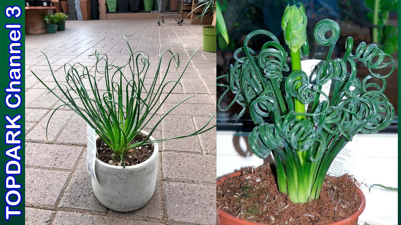 10 Variedades Increibles de Albuca - YouTube