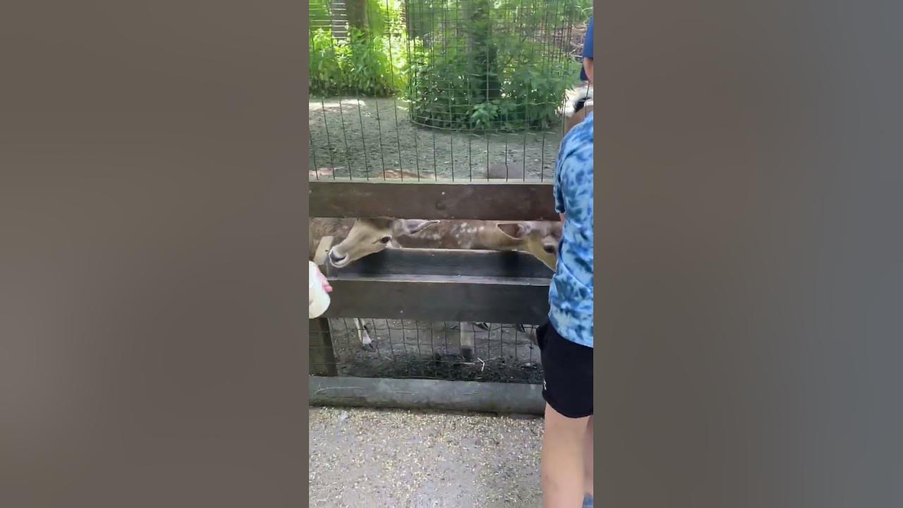 Austria zoo 6 - YouTube