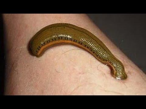 Khoon choosne wala kida h ye be careful - YouTube