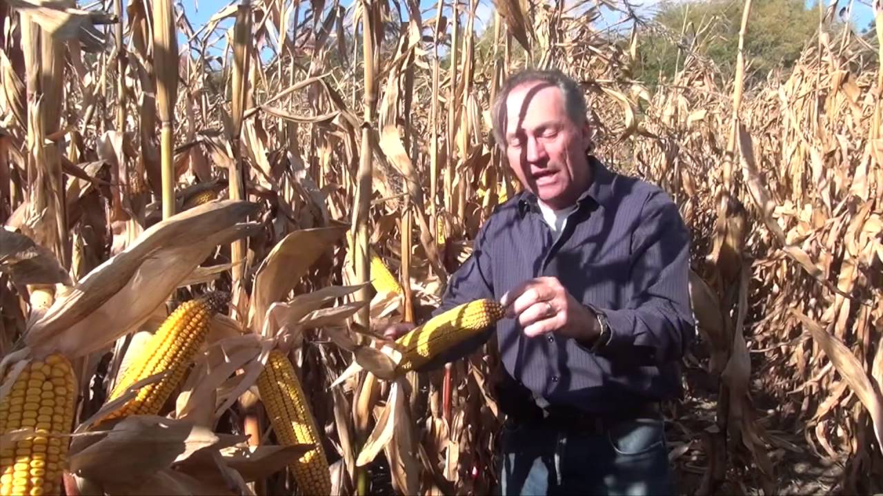 Corn School - Flag Test Follow Up - YouTube