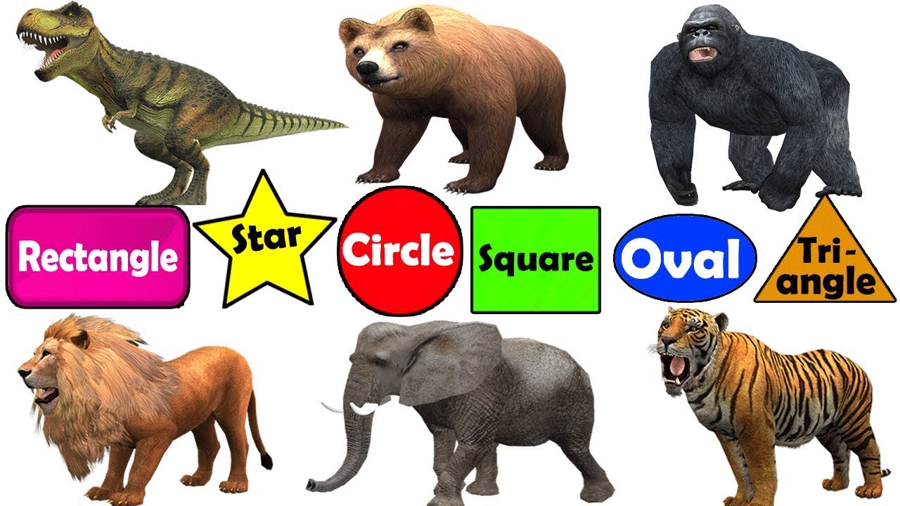 Learn Colors and Shapes With Wild Animals - Learn Animals Names ...