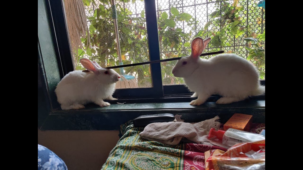 funny rabbit videos - YouTube