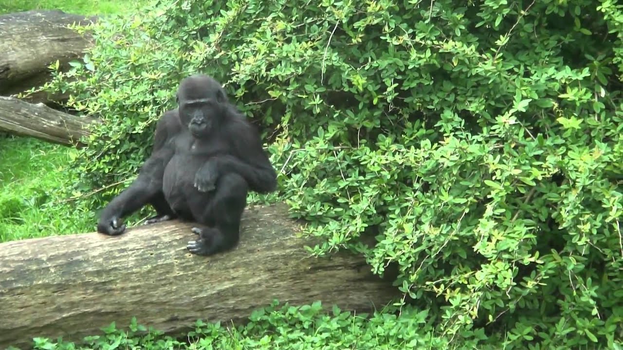 Poep etende aap!! - YouTube