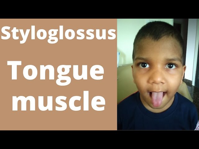 Styloglossus