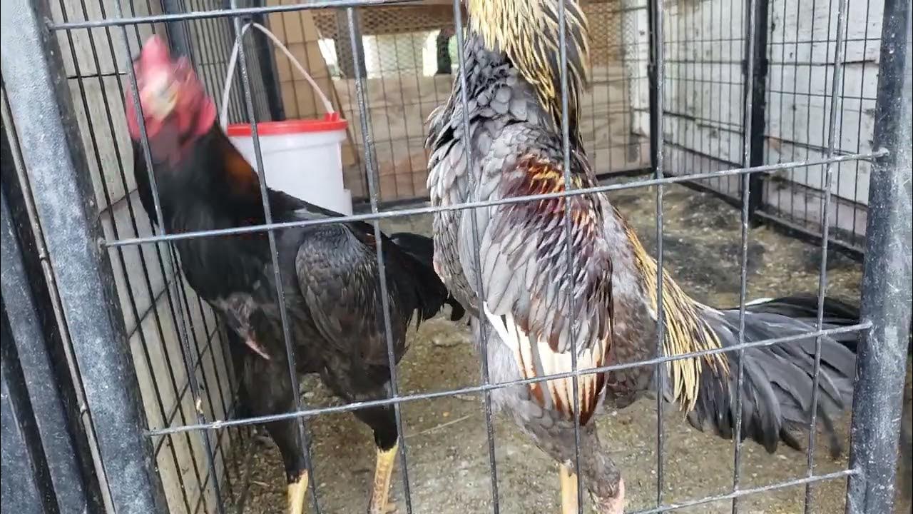 hnub no peb mus saib qaib duas xwb - YouTube