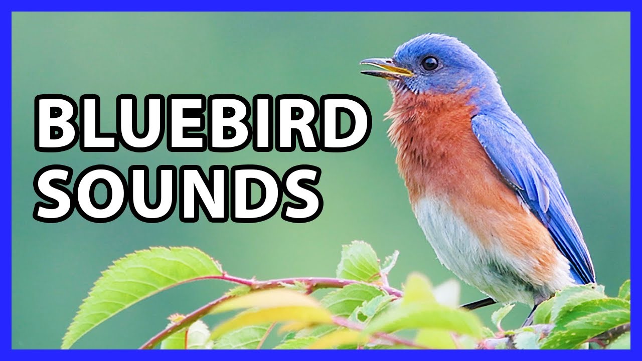 Eastern Bluebird Songs and Sounds - YouTube