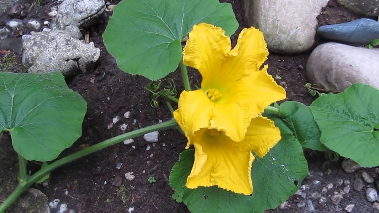 Pompoen bloemen - YouTube