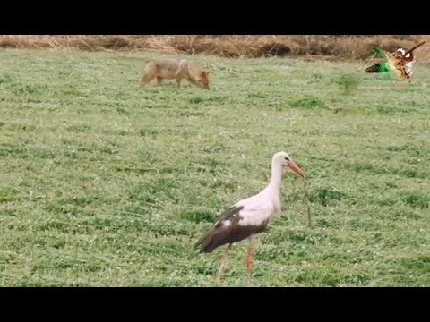 Haşere ve böcekler le Doğal mücadele ( Yılan yiyen Leylekler )