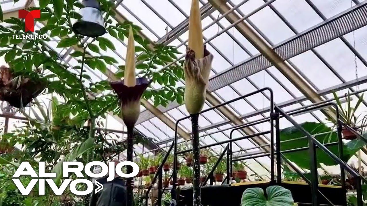 Florece una planta con olor a carne podrida en un invernadero de Países ...