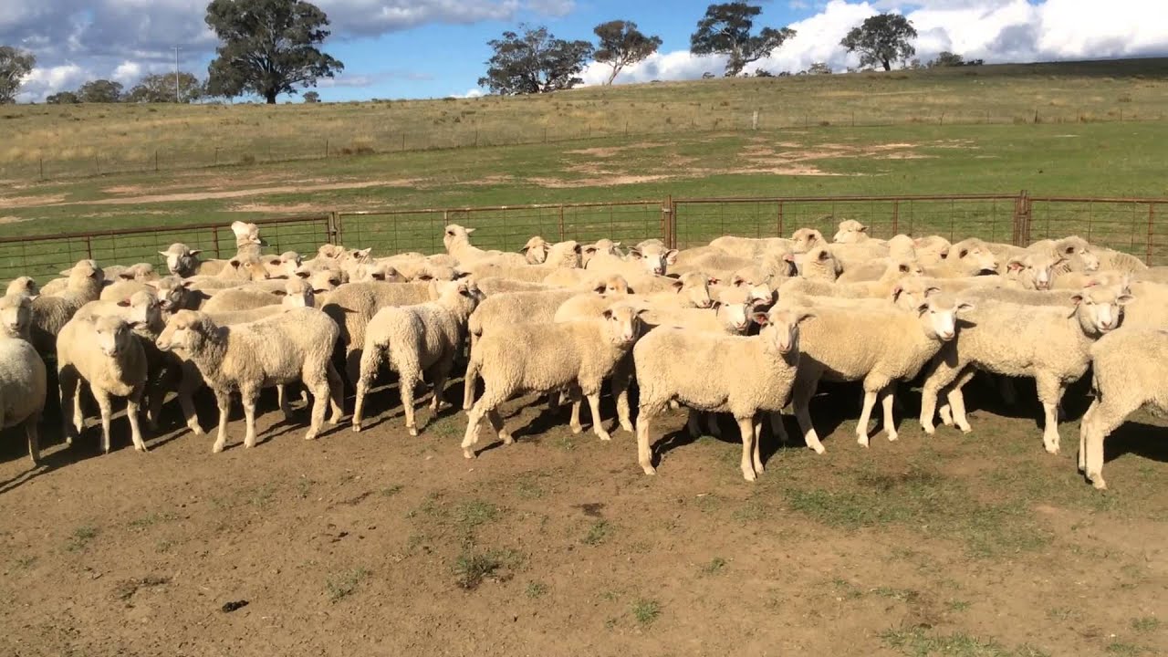 145 1ST X WHITE SUFFOLK / MERINO EWE LAMBS - YouTube