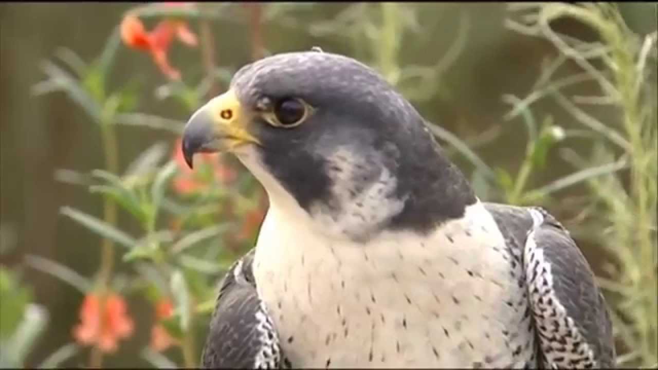 Uniquely Kanuti - YouTube