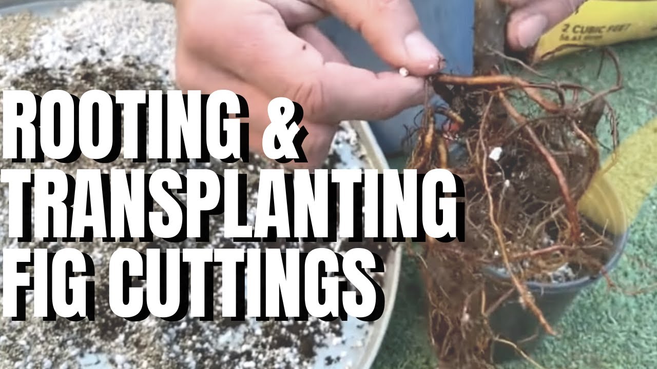 How To Root Fig Cuttings & Transplanting | Transplant Shock - YouTube