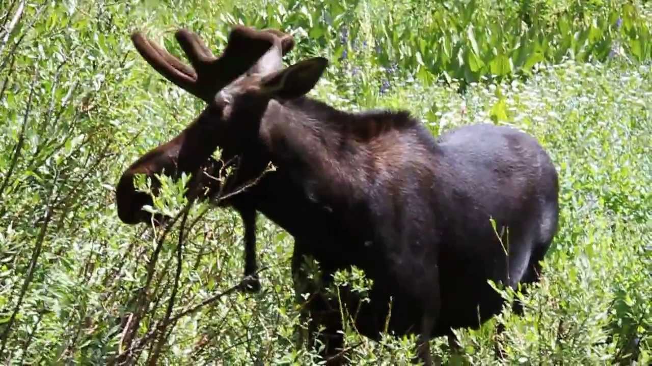 Moose in Alta Ski resort, Wasatch mountains, Utah, July 2013 - YouTube