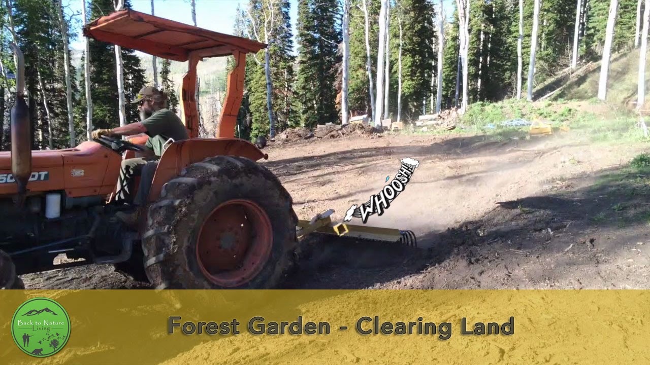 Forest Garden - Clearing Land - YouTube