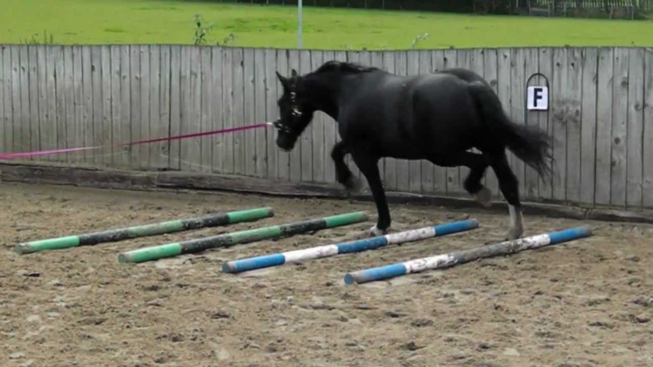 Dolly - trotting poles on the lunge - YouTube
