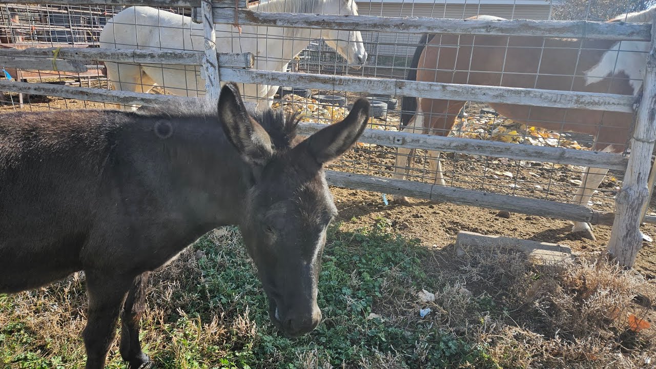 Honky Donks 🫏Chickens 🐓 and Rosie Dog 🐕 - YouTube