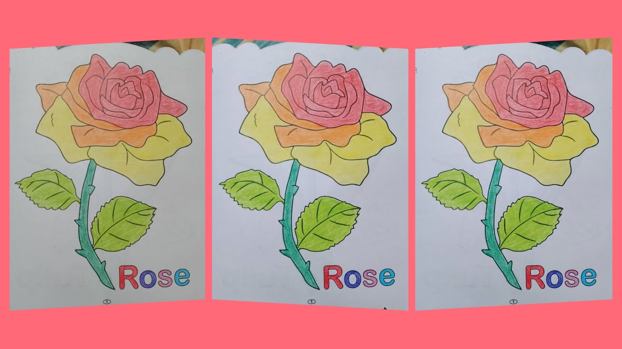 BEAUTIFUL ROSE DRAWING | COLOURING ROSE FLOWER | ROSE DRAWING AND ...