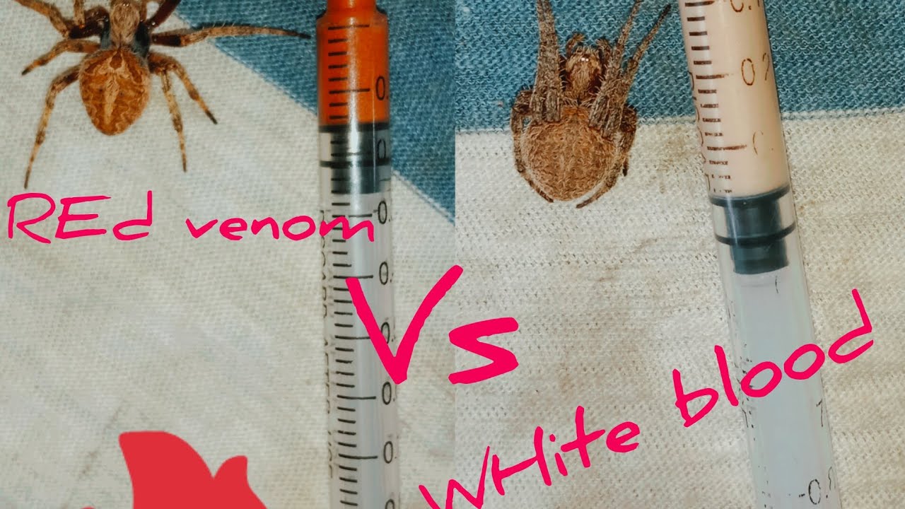 gagamba fight 2023 red venom vs white blood gandang laban grabe!! - YouTube