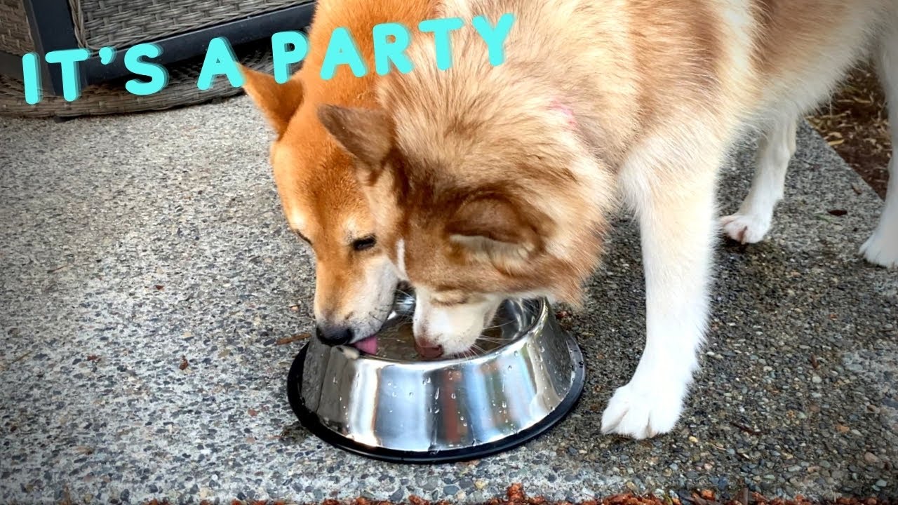 It's a Pomsky and Two Shiba Inus Party | Super Shiba - YouTube