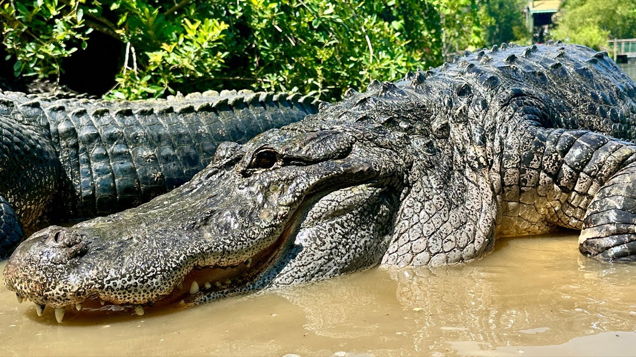 Live Alligator Feeding Frenzy! - YouTube