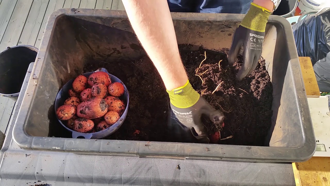 Massive Harvest World Record? Potato Reveal 2019 #22 - YouTube