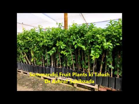 Summandri Fruit Plants ki Talash Dr Ashraf Sahibzada - YouTube
