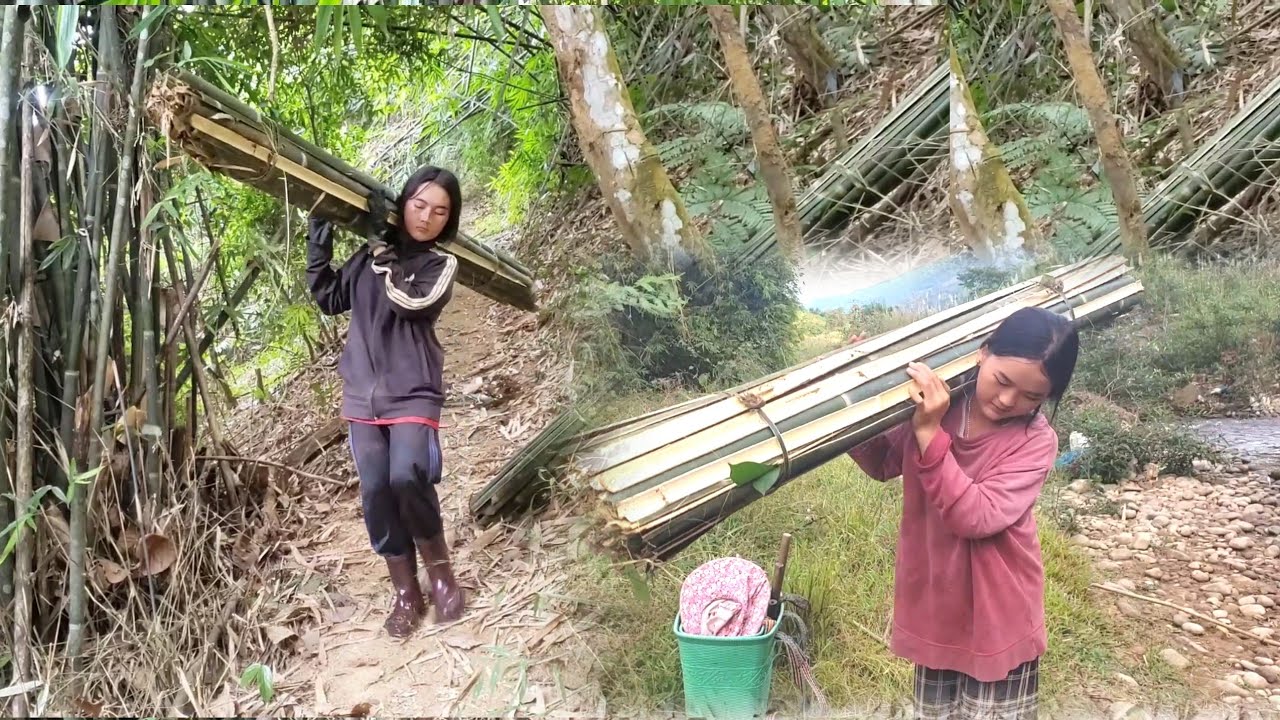 Coj nplaim thiab vaj mim mus txiav xyoob los xov vaj November 25, 2024 ...