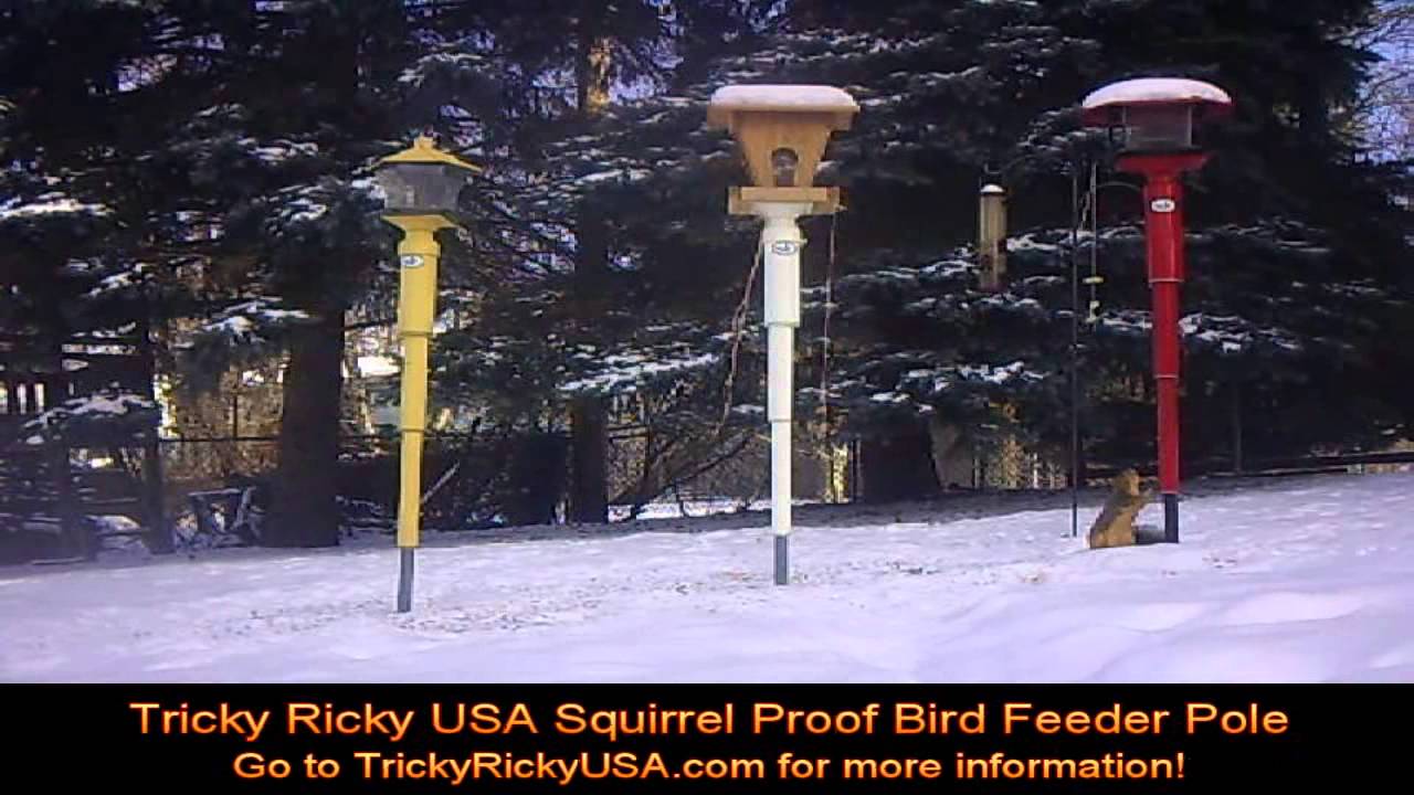 Tricky Ricky USA Squrrel Proof Bird Feeder Pole - YouTube