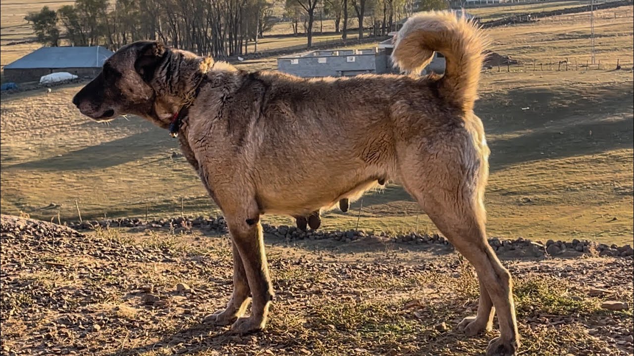 HAMALLI ZORO TORUNU SILA DİŞİ EN İYİSİ.KALİTEDE KENDİMİZLE YARIŞIYORUZ ...