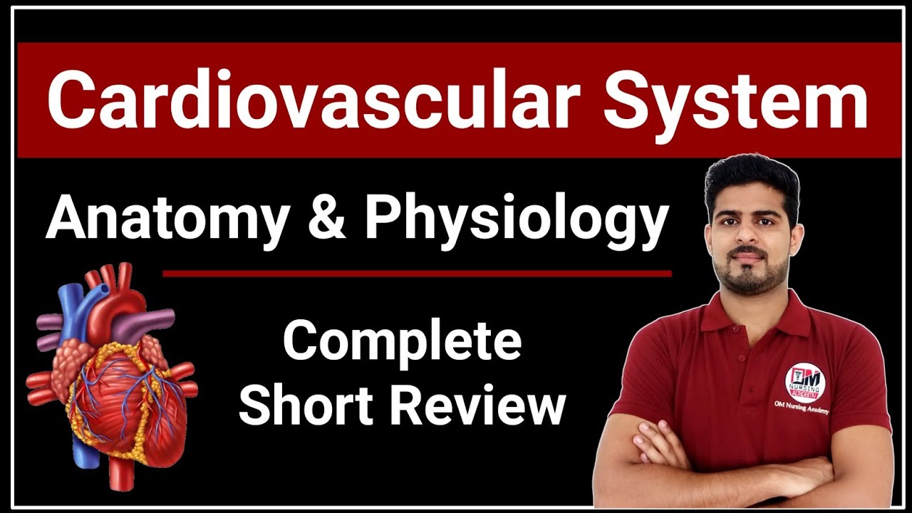Cardiovascular System Anatomy & Physiology Complete Short Review - YouTube