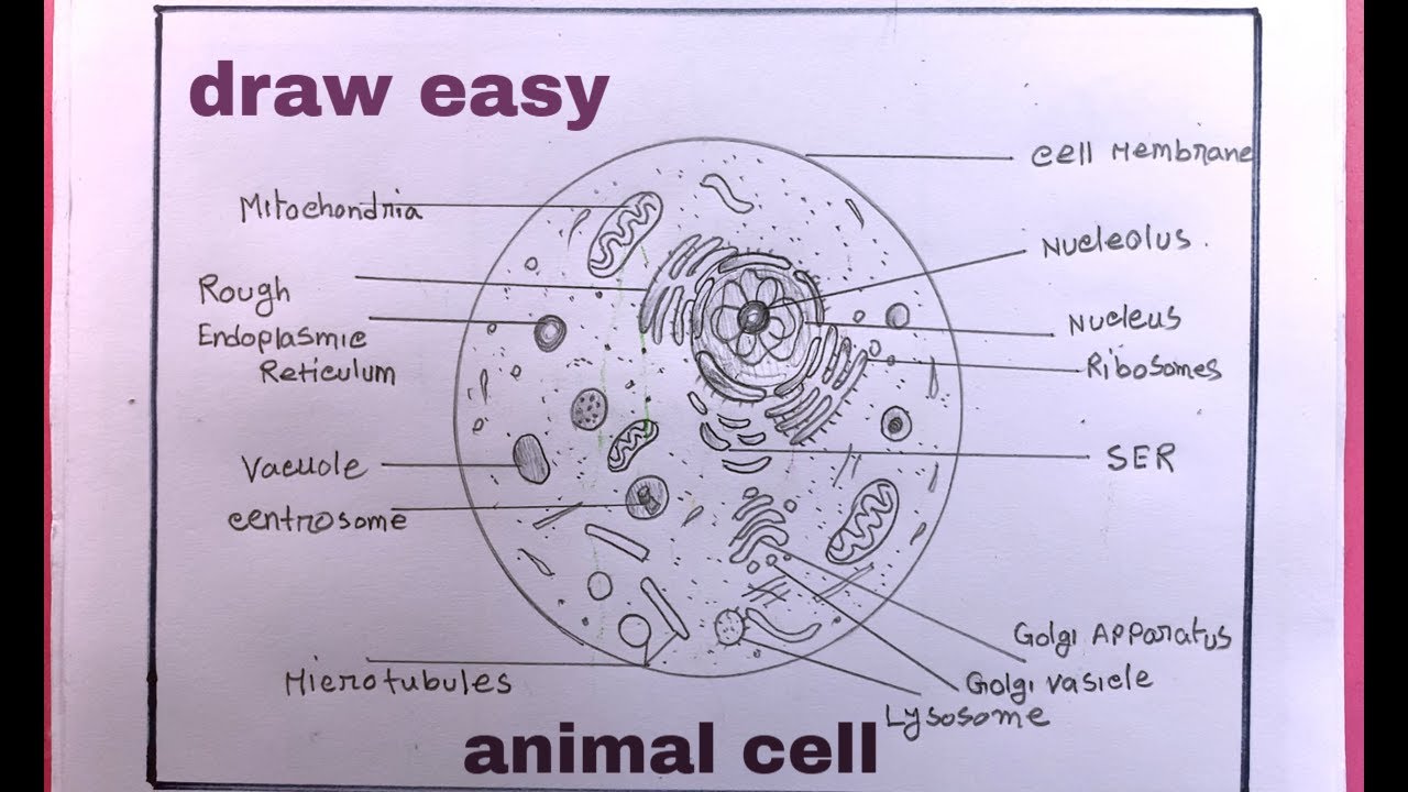 Top Biologist Reveals EASY Animal Cell Drawing Techniques - YouTube