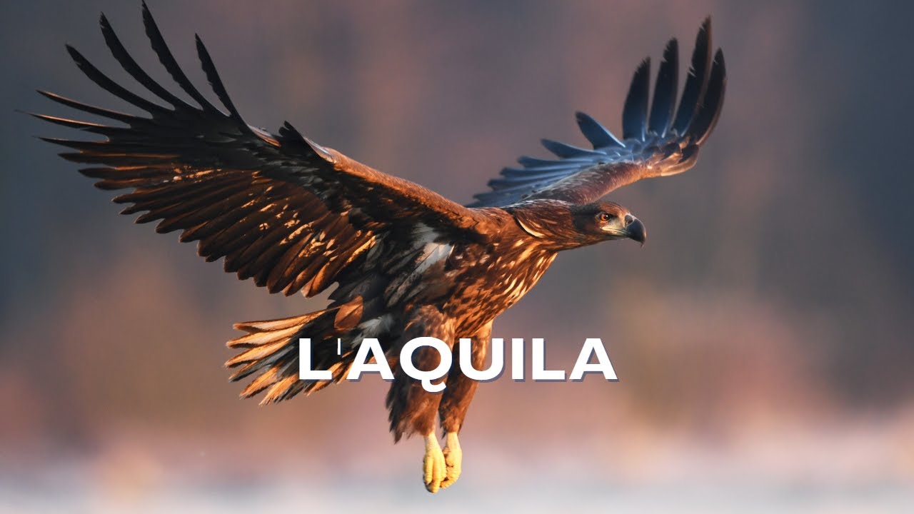 Storia l'Aquila - edizione 2021 - esercizio di rinnovamento - YouTube