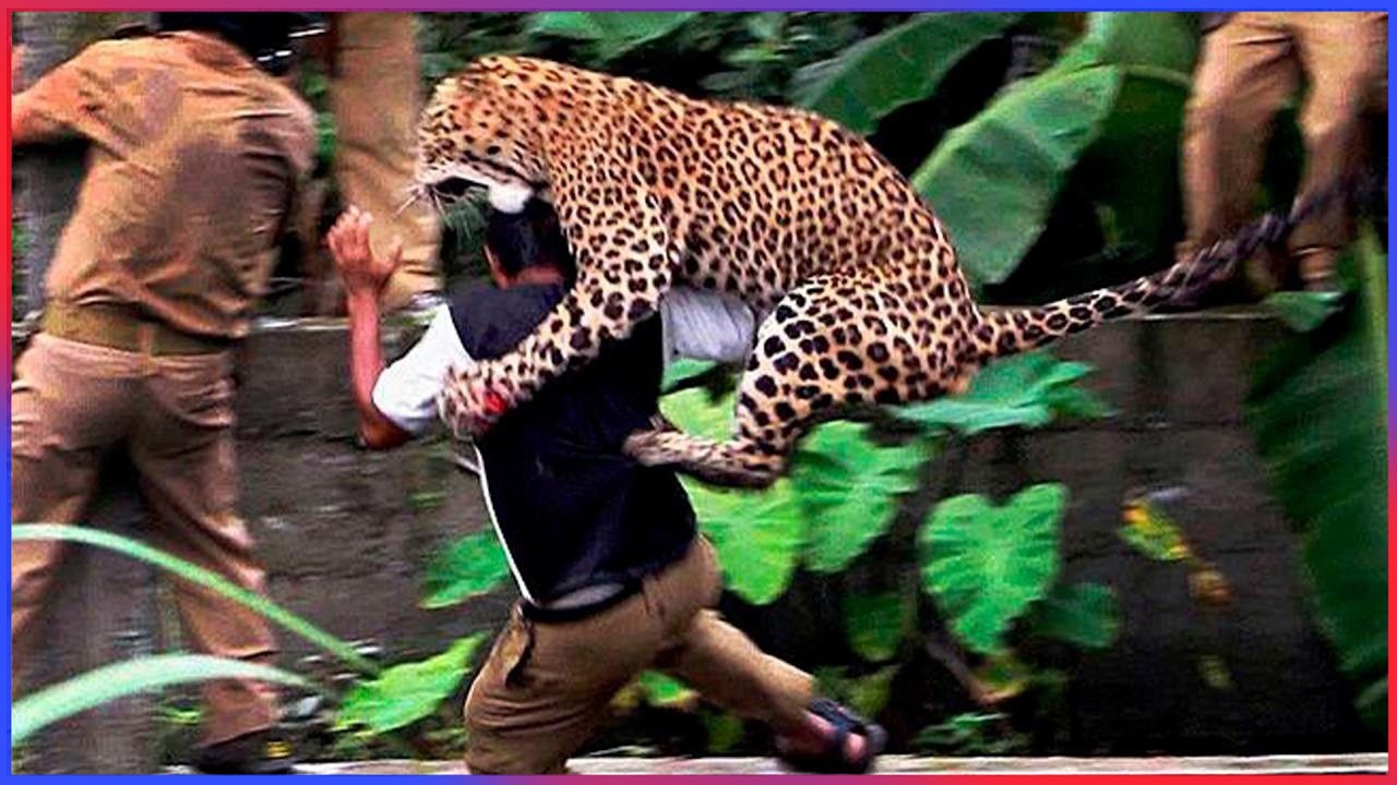 Damn Nature You Scary | Rare & Scary Animal Encounters 😱 - YouTube