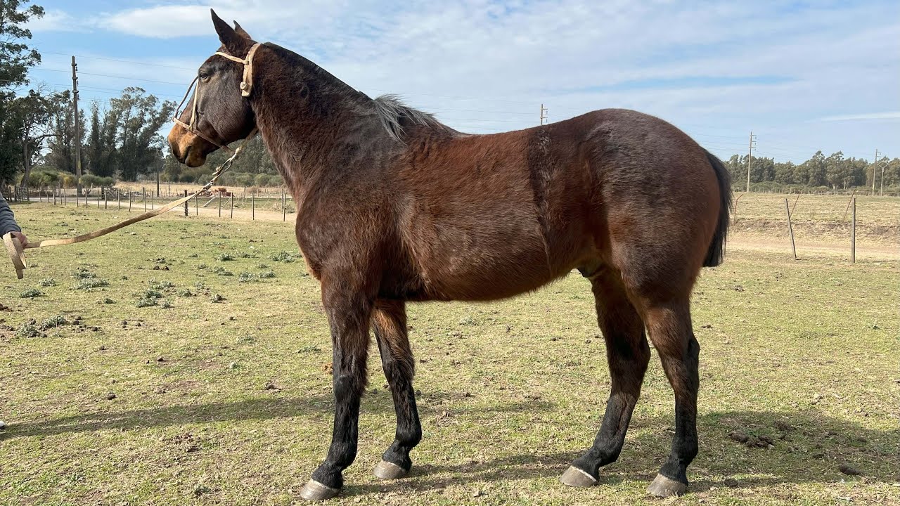 CABALLO ZAINO ALTO $1.250.000 LOSEQUINOS.COM - YouTube