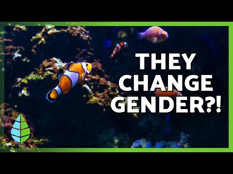 Why Do Clownfish Change Gender? 🐠 10 Amazing Nemo Fish Facts!