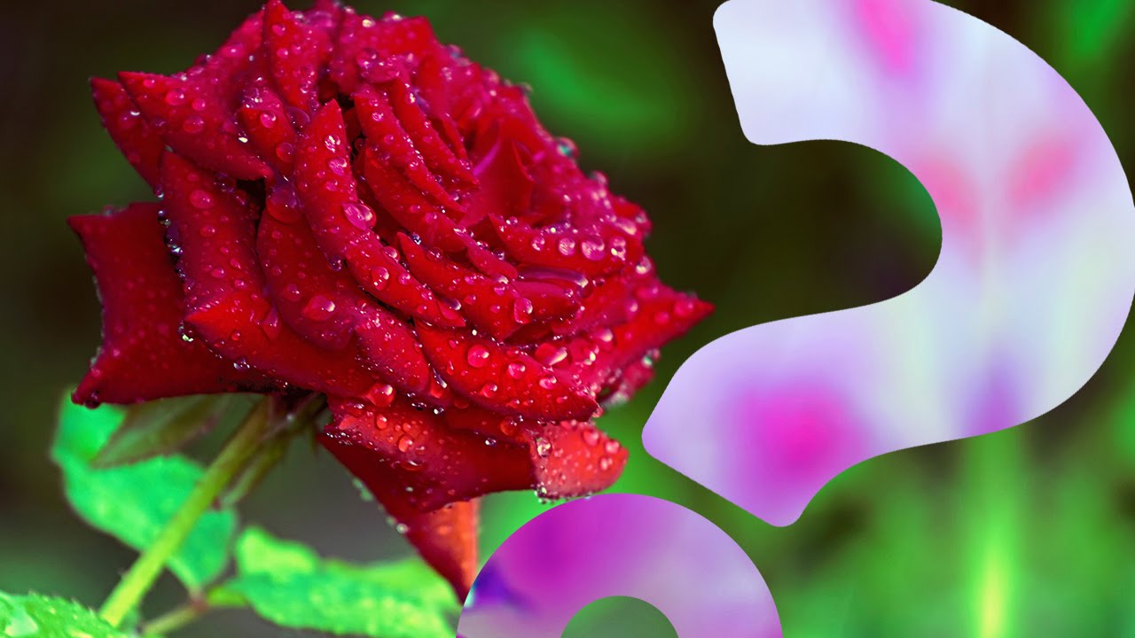 A Cyborg Rose By Any Other Name | HowStuffWorks NOW - YouTube