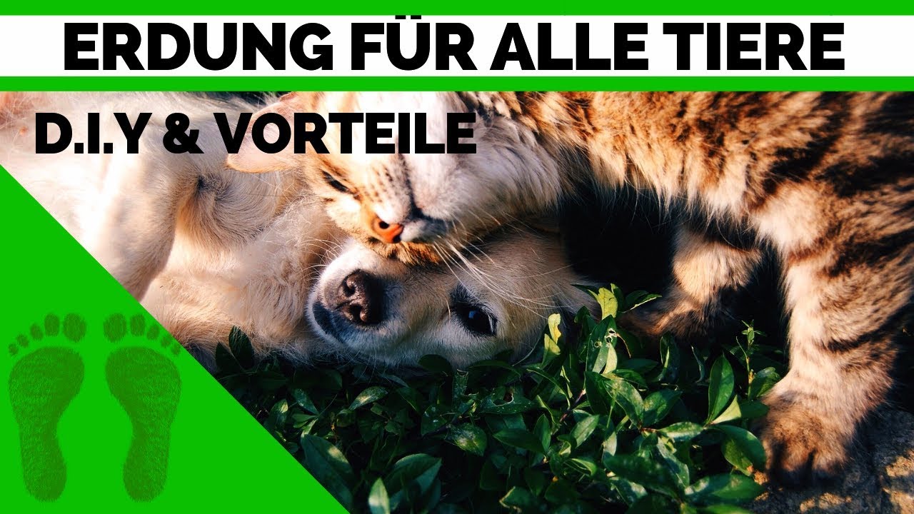 Earthing für Haustiere - DIY & Vorteile - Erdungsprodukte für Tiere ...