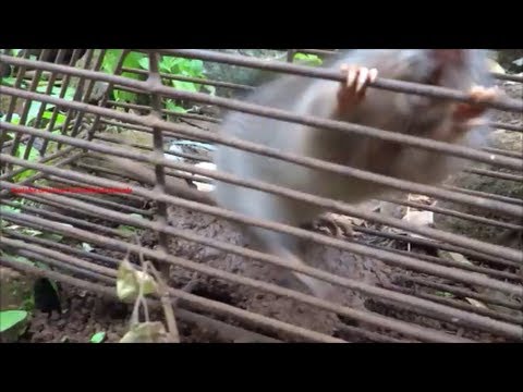 Very angry rat makes loud scary sounds - YouTube