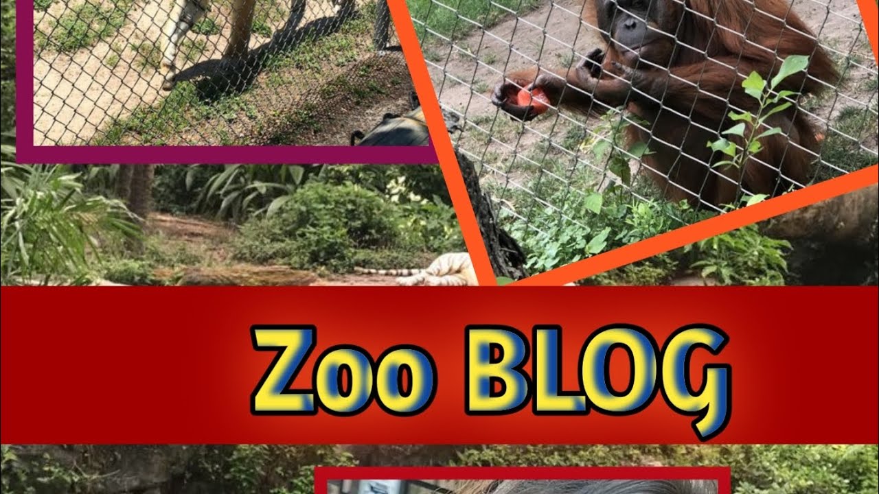 New Blog visit into a Zoo.Aaj pune ke zoo me blog banate hue.👈 🥰 #vlog ...
