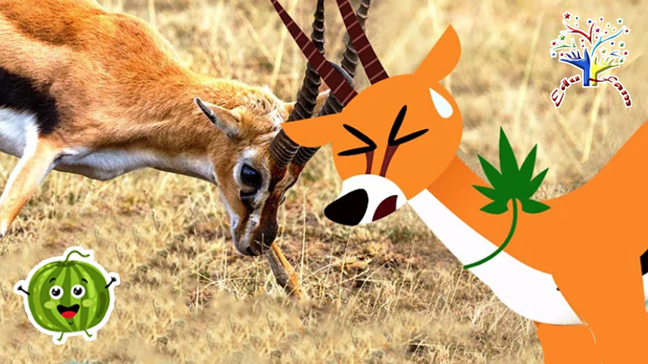 The Animal Song || Deer|| Kids Nursery Rhymes | Best Learning Song For ...