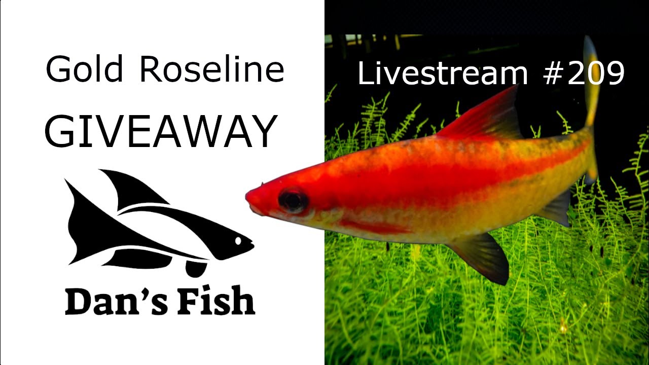 Blind Gold Roseline Barb Giveaway - Ep. 209 - YouTube