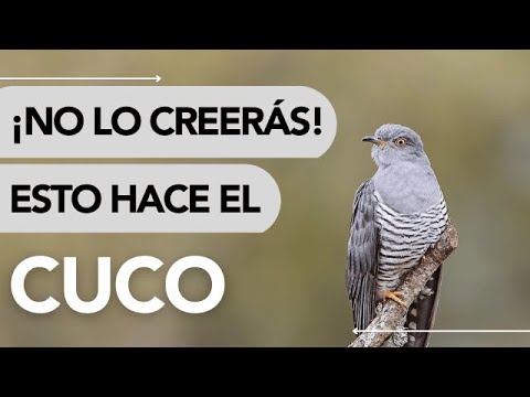 🧐 Dónde VIVE el CUCO y QUÉ COME 🐦 - YouTube