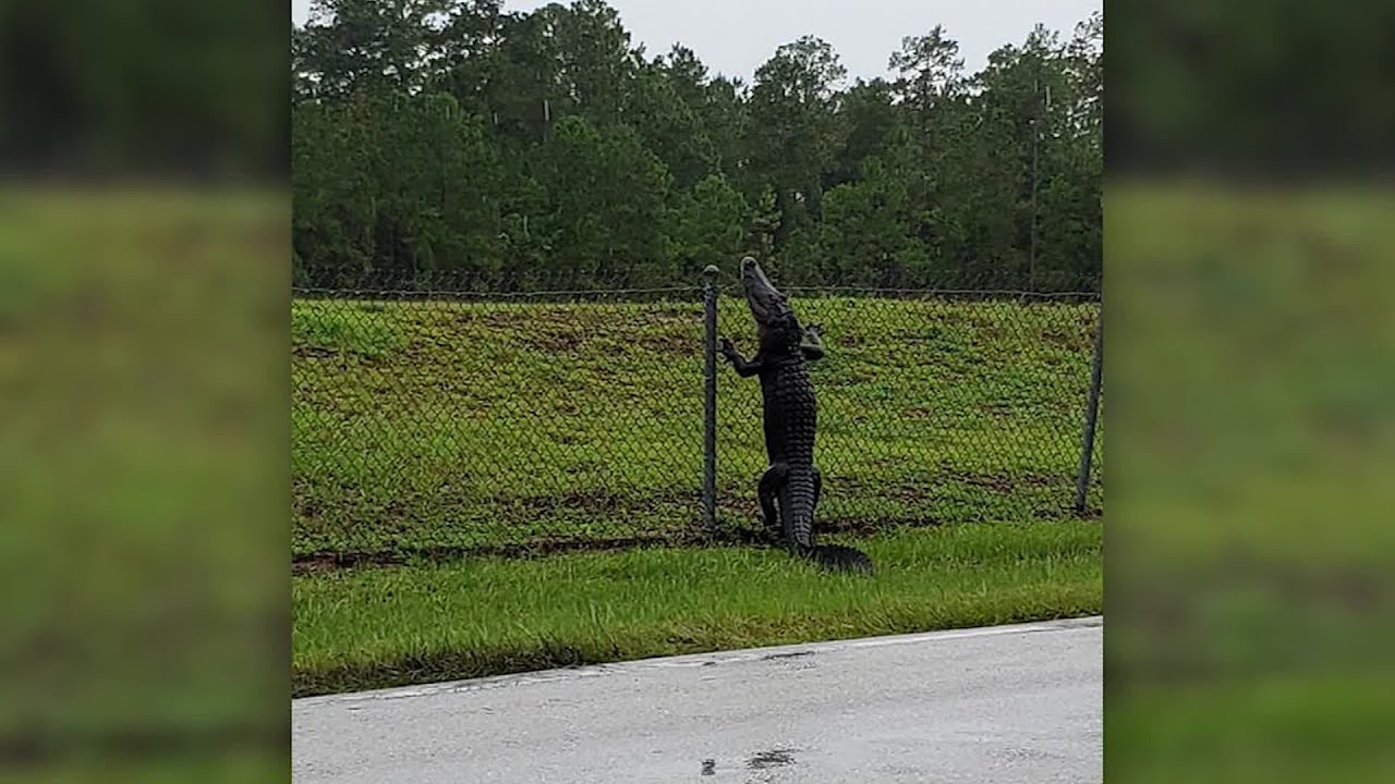 CAUGHT ON CAMERA: Alligator climbing a fence in Florida - YouTube