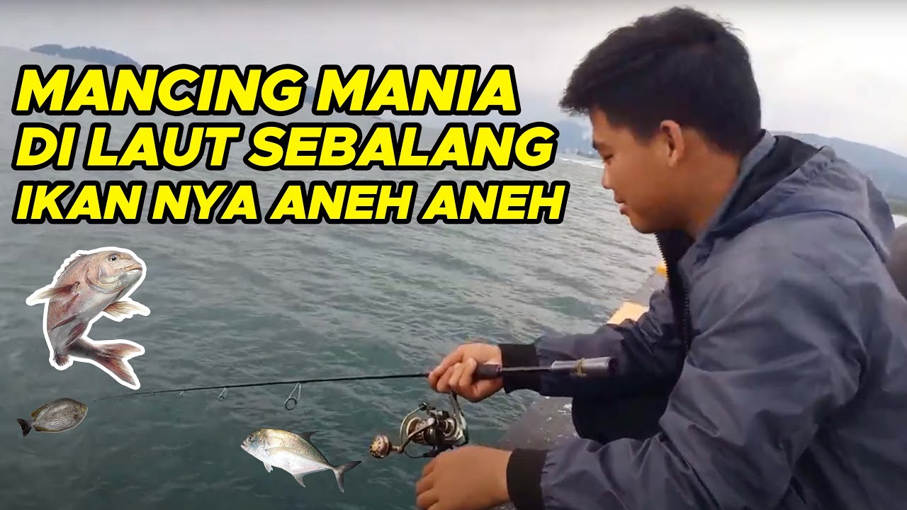 Mancing Di Dermaga Sebalang Ikannya Besar Besar - Mancing Seru Di laut ...